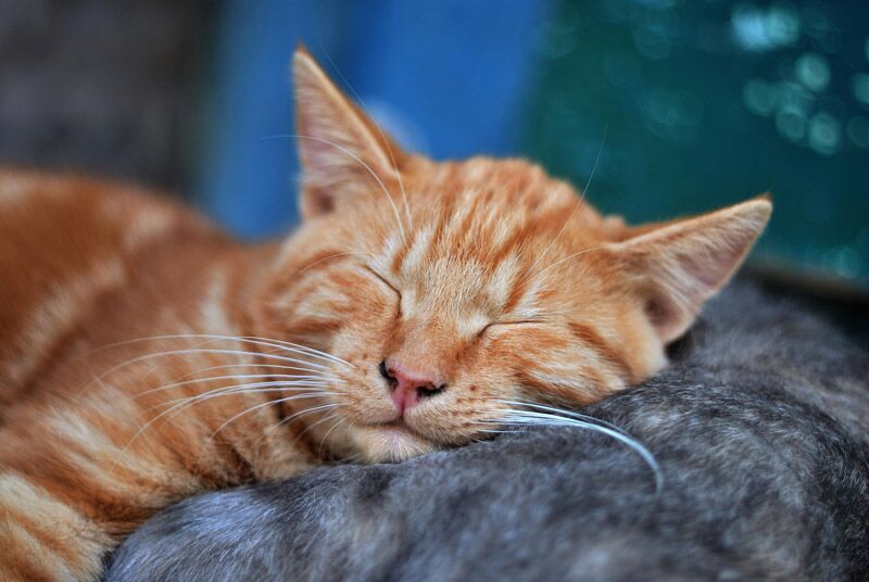 Dying Cat Stages: What Pet Parents Need to Know (With Timeline)